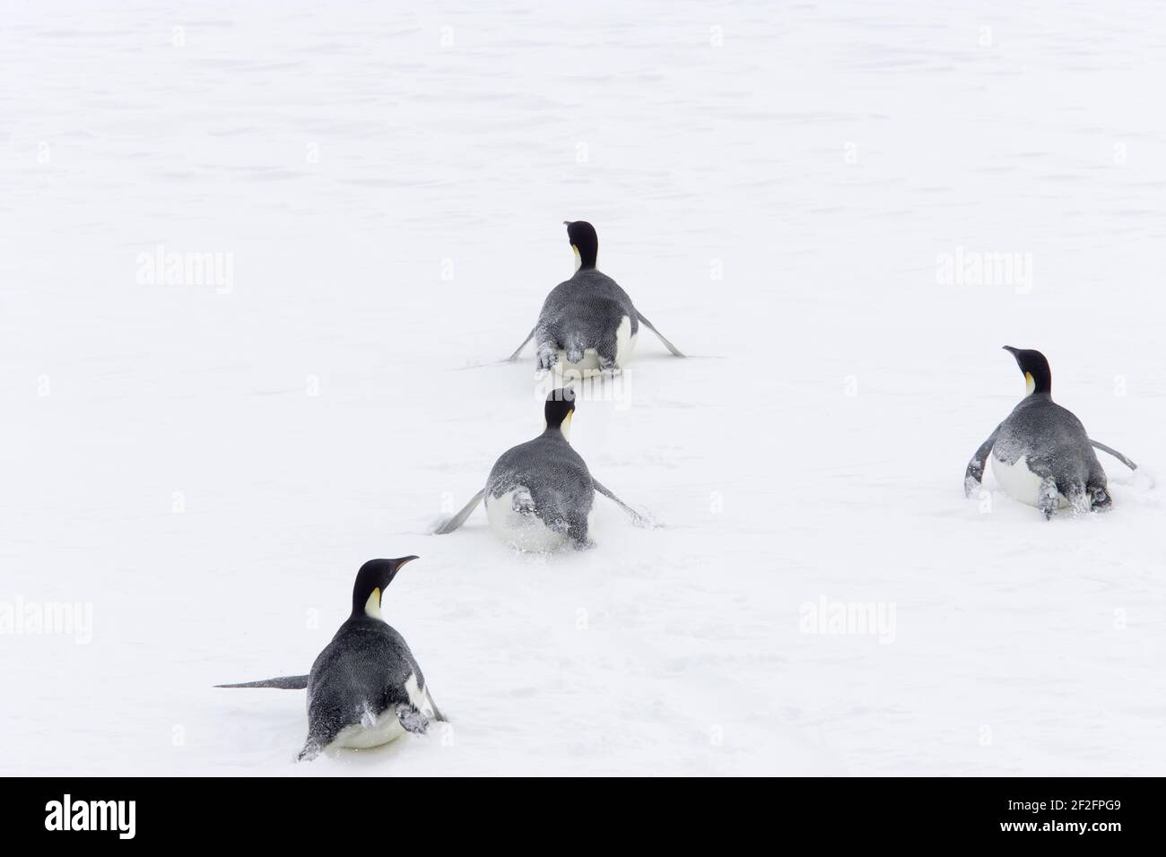 Tobogganing penguin hi-res stock photography and images - Alamy