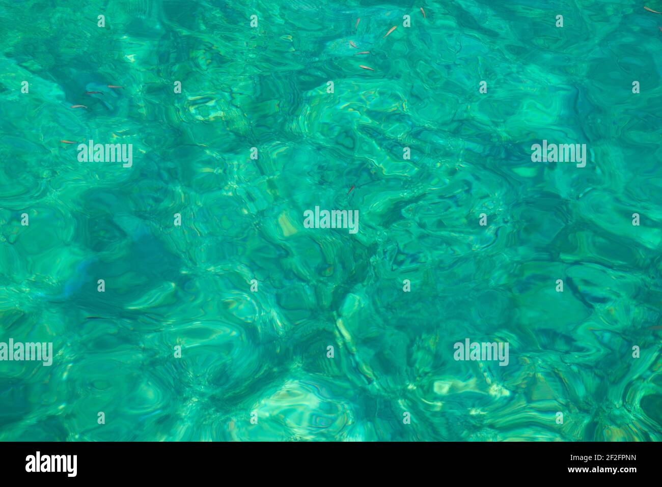 small fish in sea water Stock Photo - Alamy