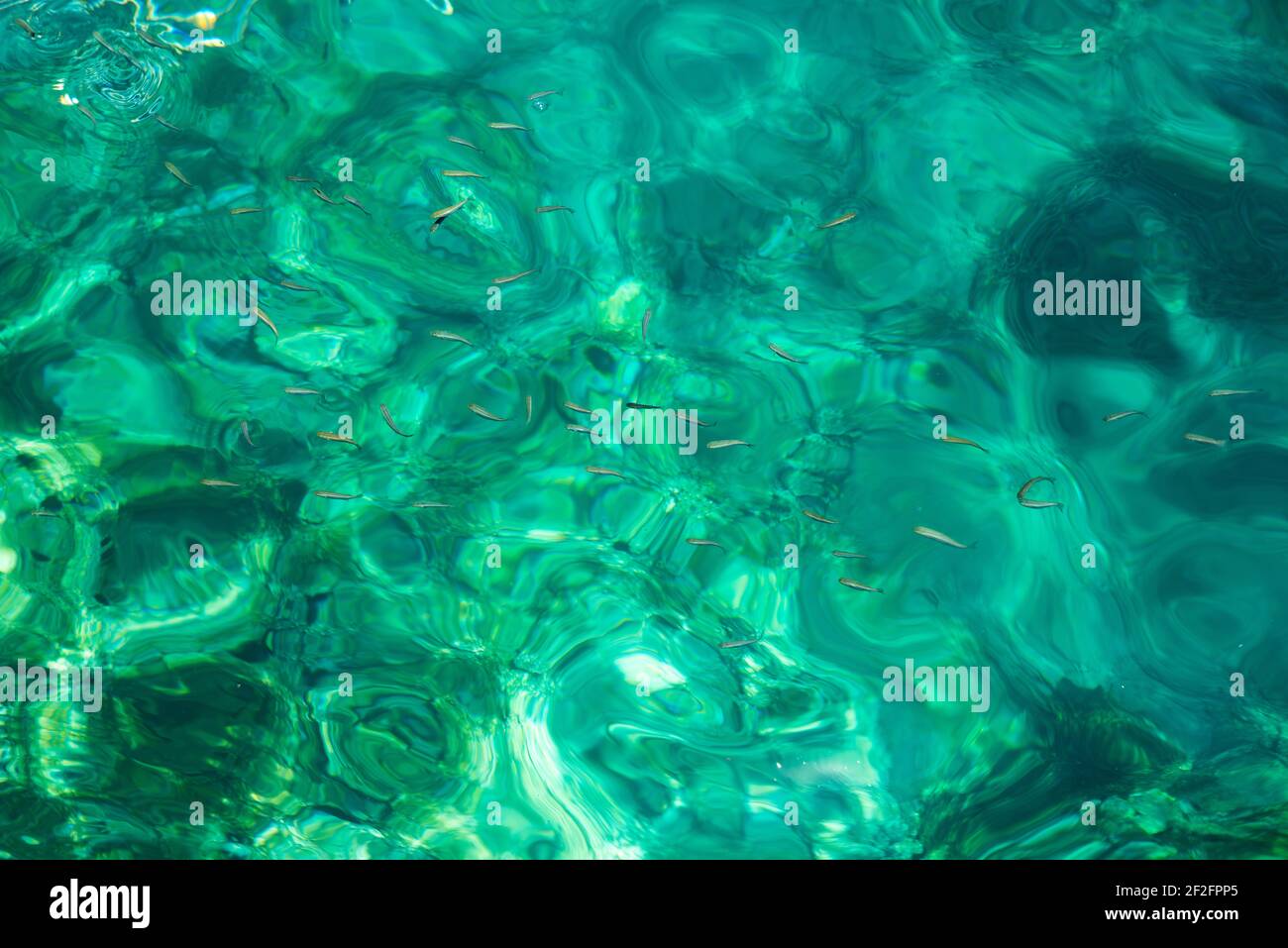 small fish in sea water Stock Photo - Alamy