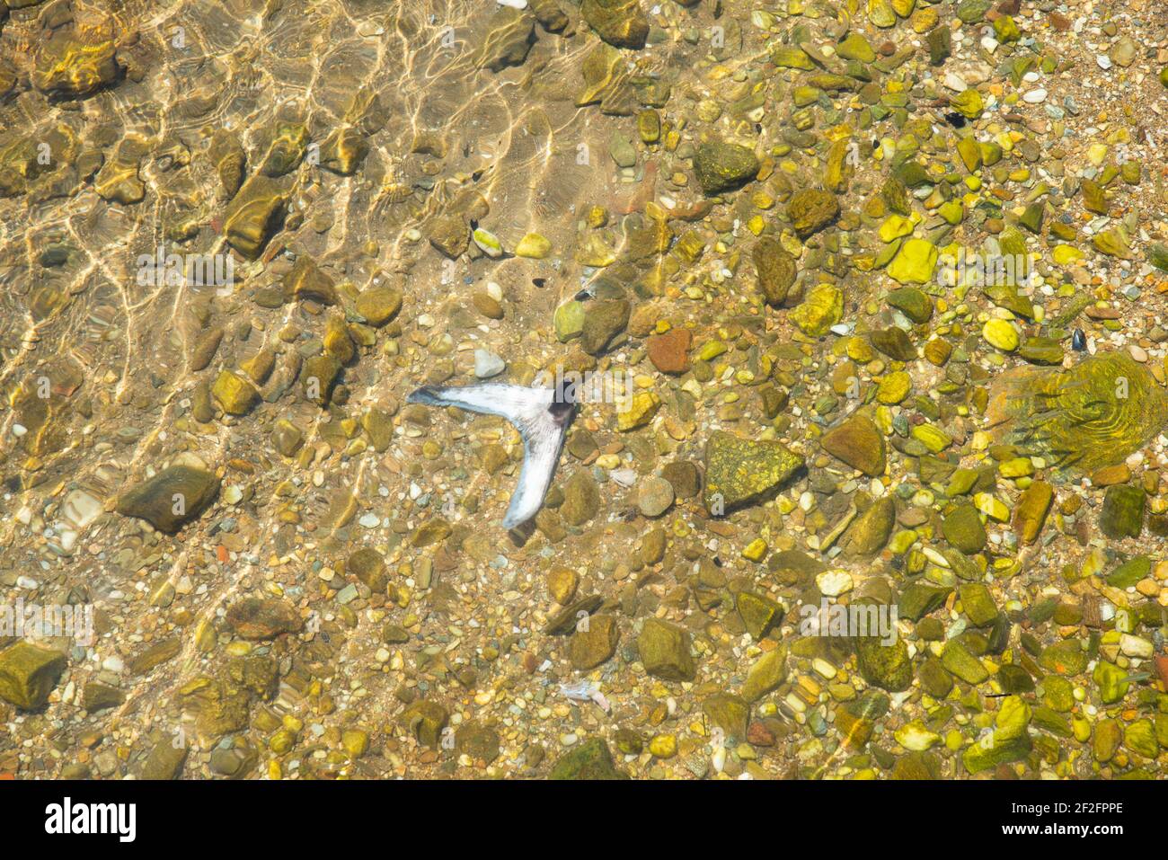 Fish tail in sea water Stock Photo - Alamy
