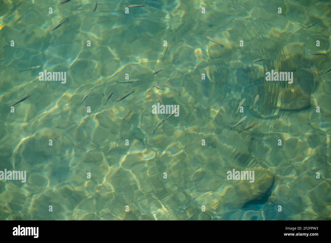 small fish in sea water Stock Photo - Alamy