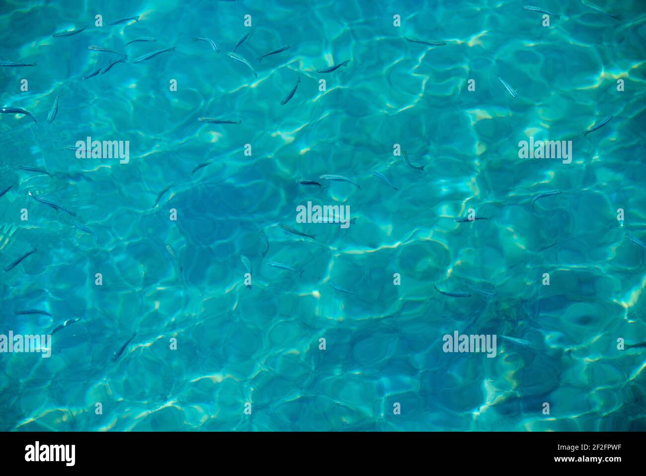 small fish in sea water Stock Photo - Alamy
