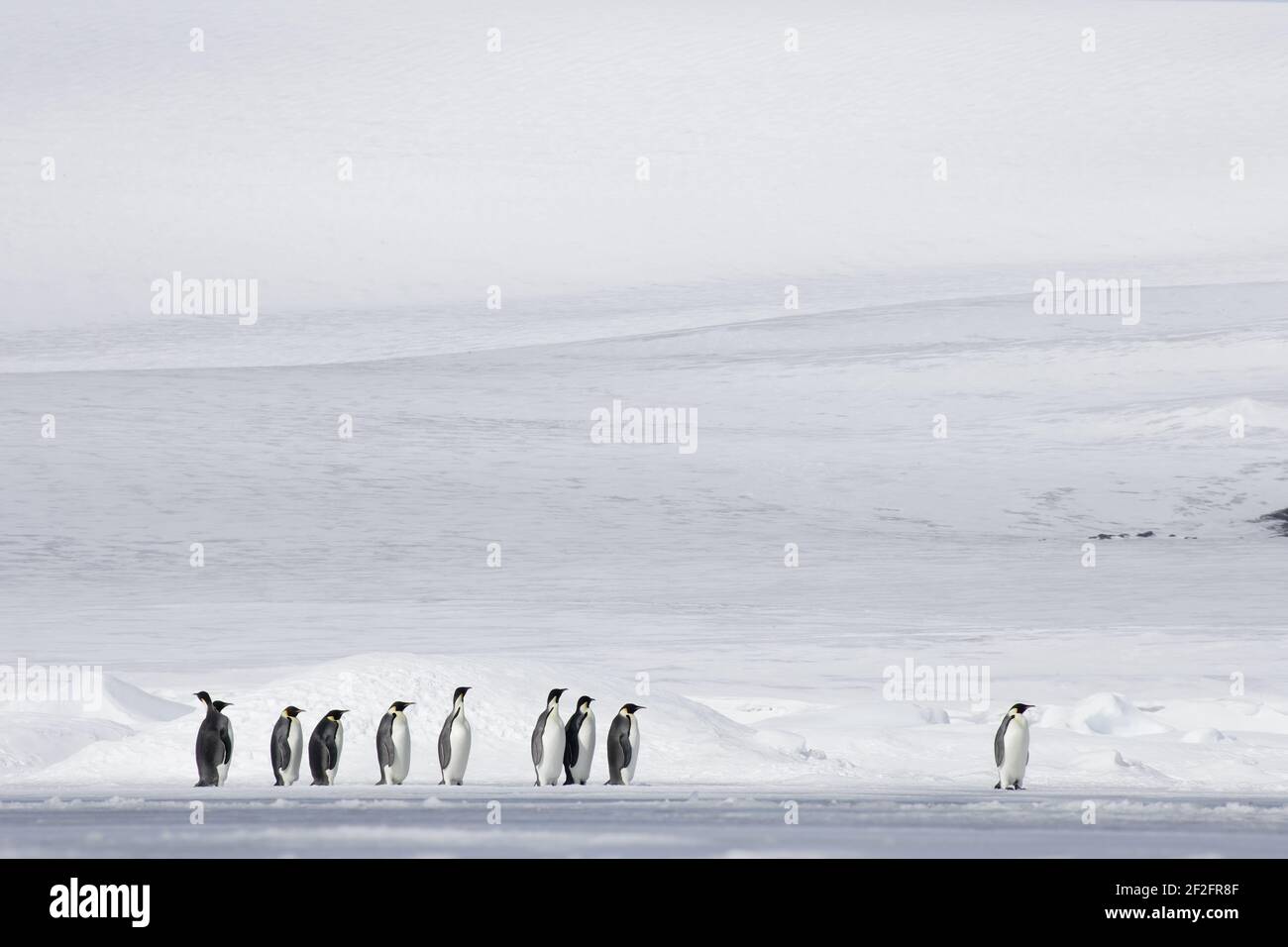 Emperor Penguin - Walking across sea ice Aptenodytes forsteri Snow Hill ...