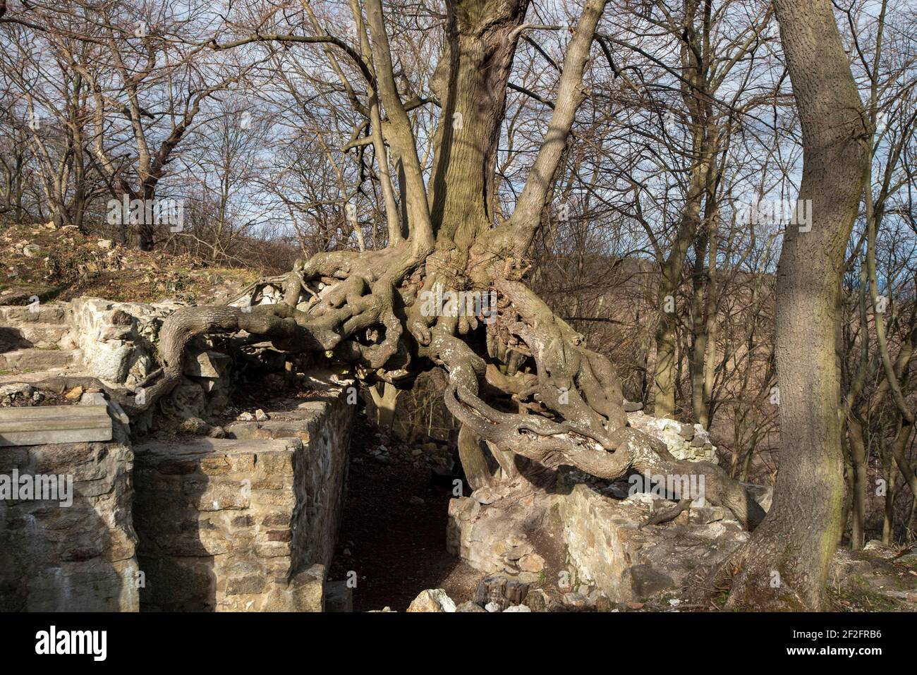 Lauenburg castle ruins hi-res stock photography and images - Alamy
