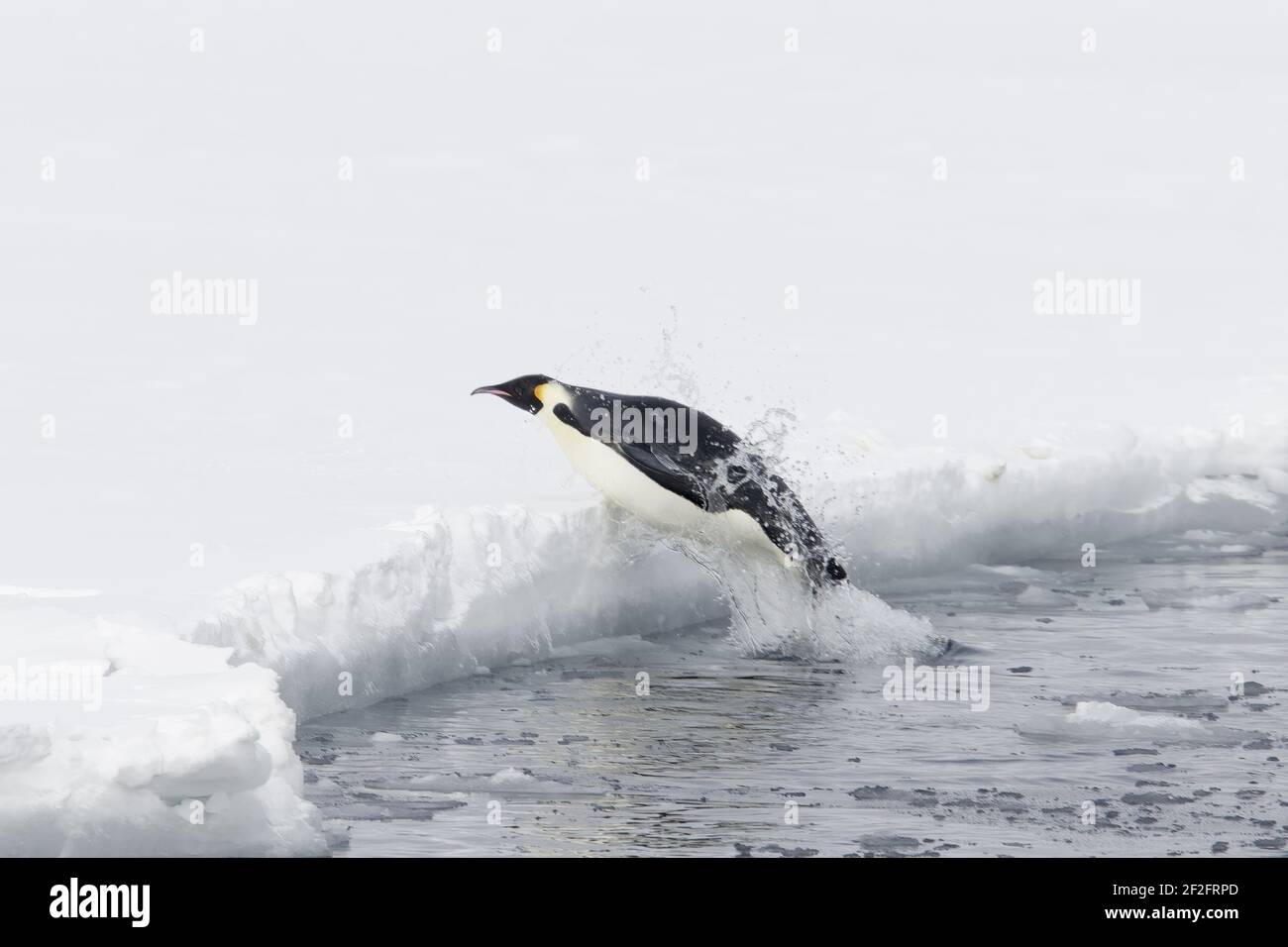 Penguin jumping out of water hi-res stock photography and images - Alamy