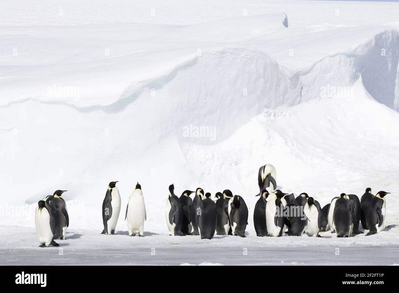 Emperor Penguin - Group in front of stranded iceberg on frozen sea ...