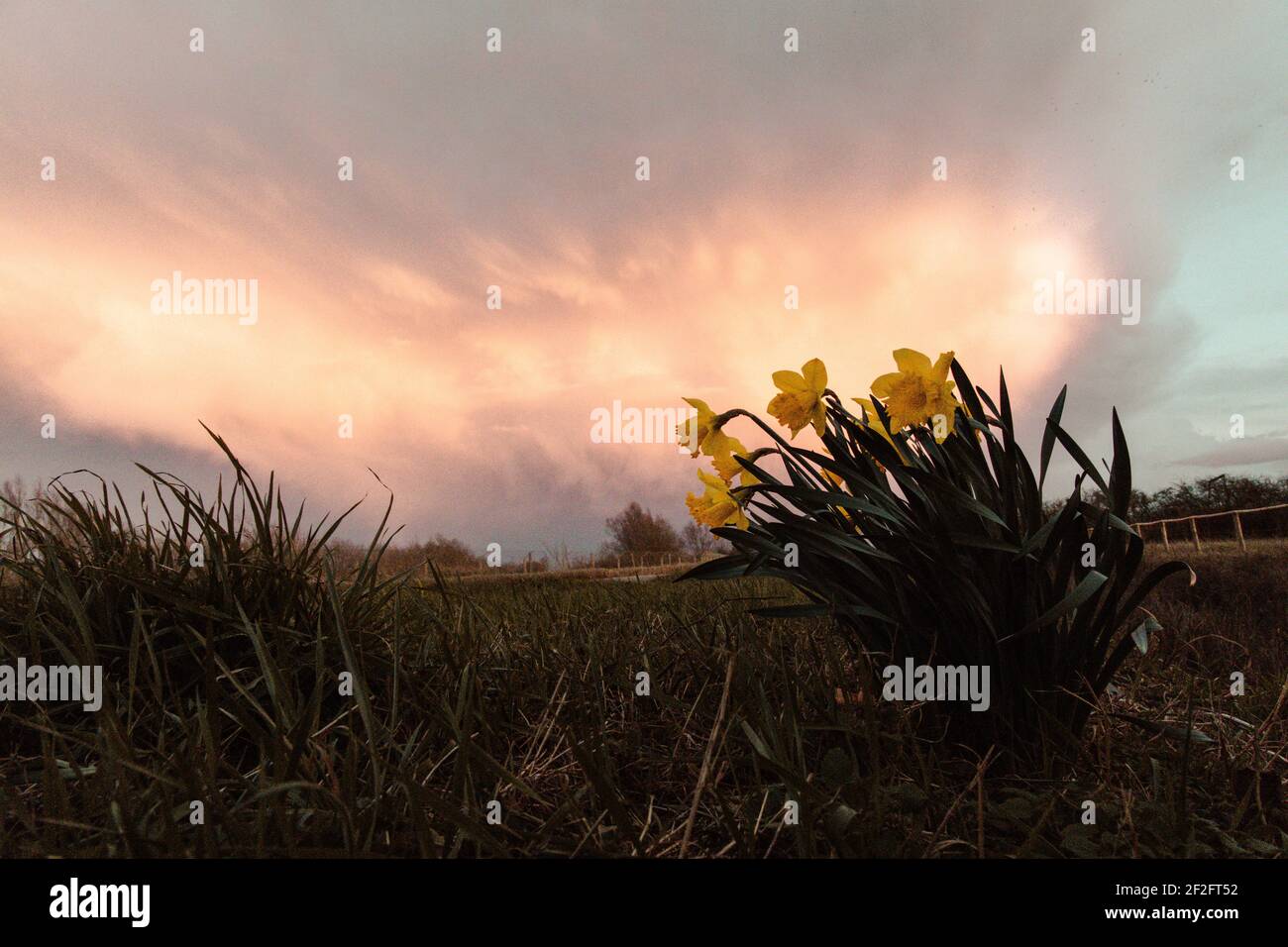 Daffodil sunset hi-res stock photography and images - Alamy