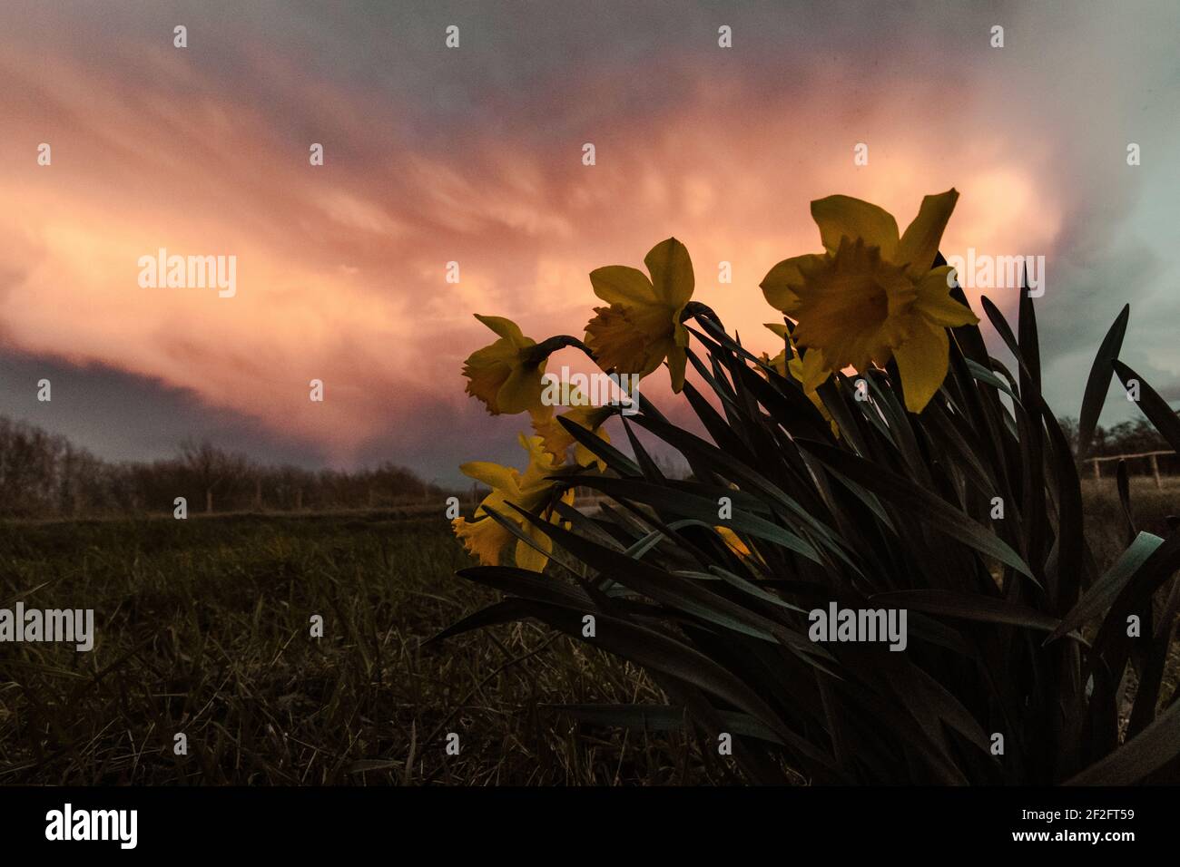 Daffodil sunset hi-res stock photography and images - Alamy