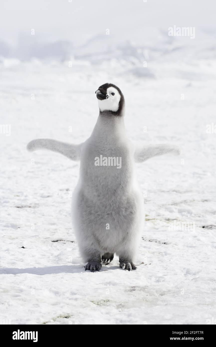 Emperor Penguin - Chick Exercising Wings Aptenodytes forsteri Snow Hill ...