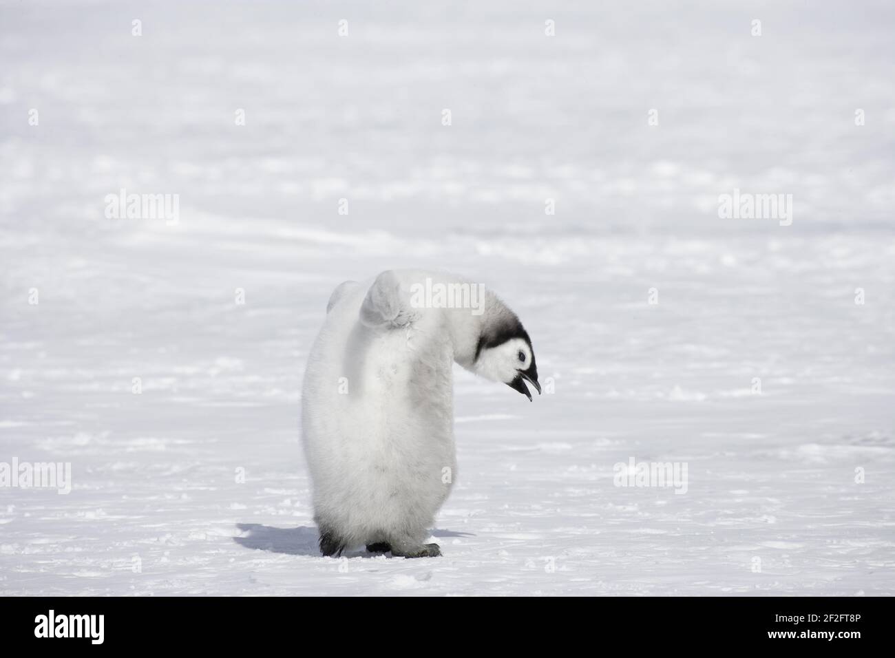 Emperor Penguin - Chick Exercising Wings Aptenodytes forsteri Snow Hill ...