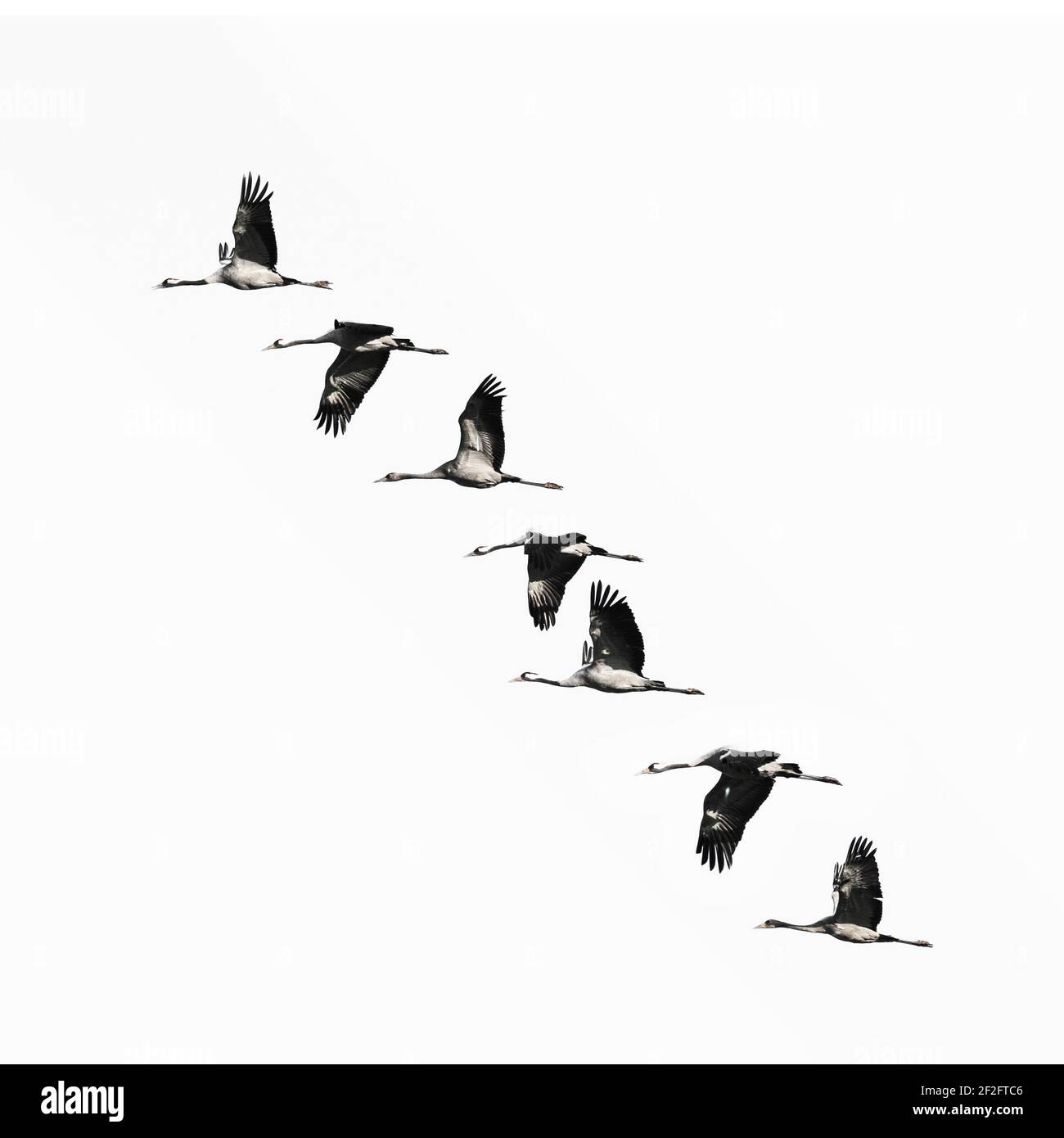 Crane grus cranes flying Cut Out Stock Images & Pictures - Alamy