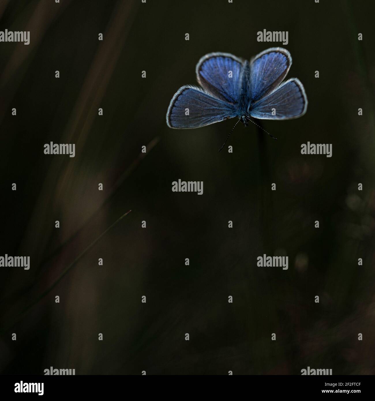 Plain butterfly hi-res stock photography and images - Alamy