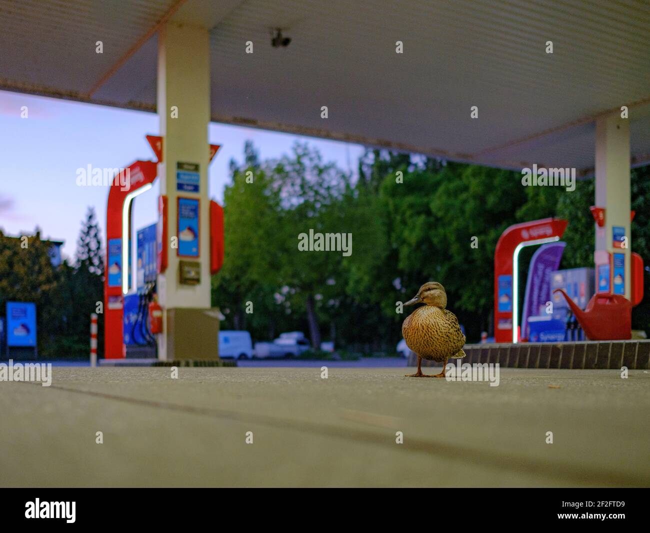 Bird stations hi-res stock photography and images - Alamy