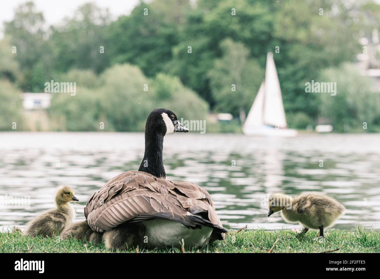 Canada goose with chicks hi-res stock photography and images - Alamy