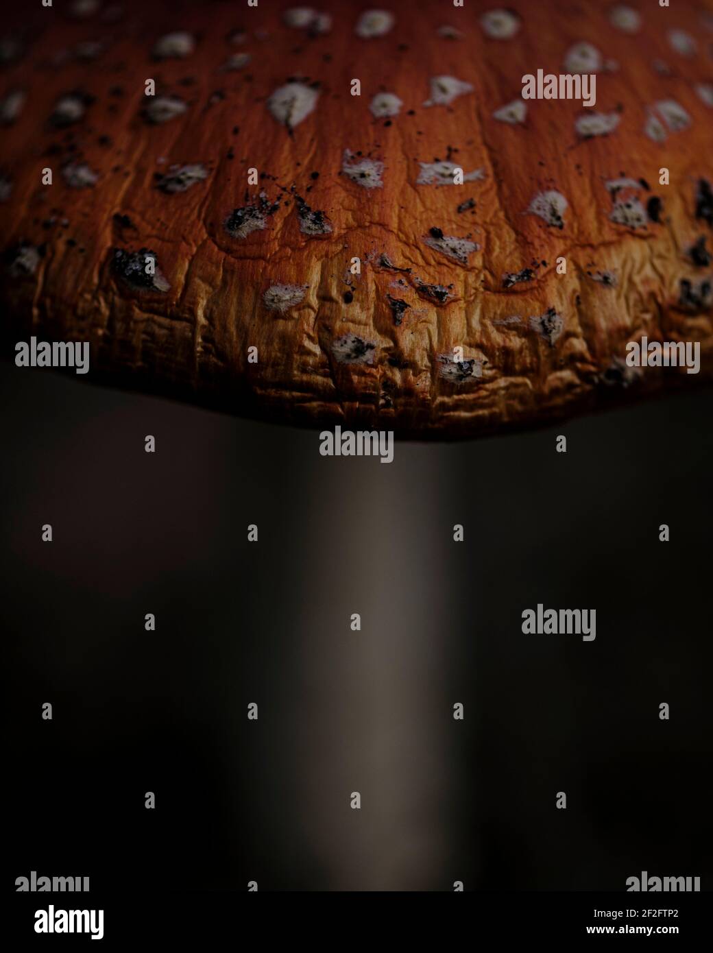 Detailed fungi hi-res stock photography and images - Alamy