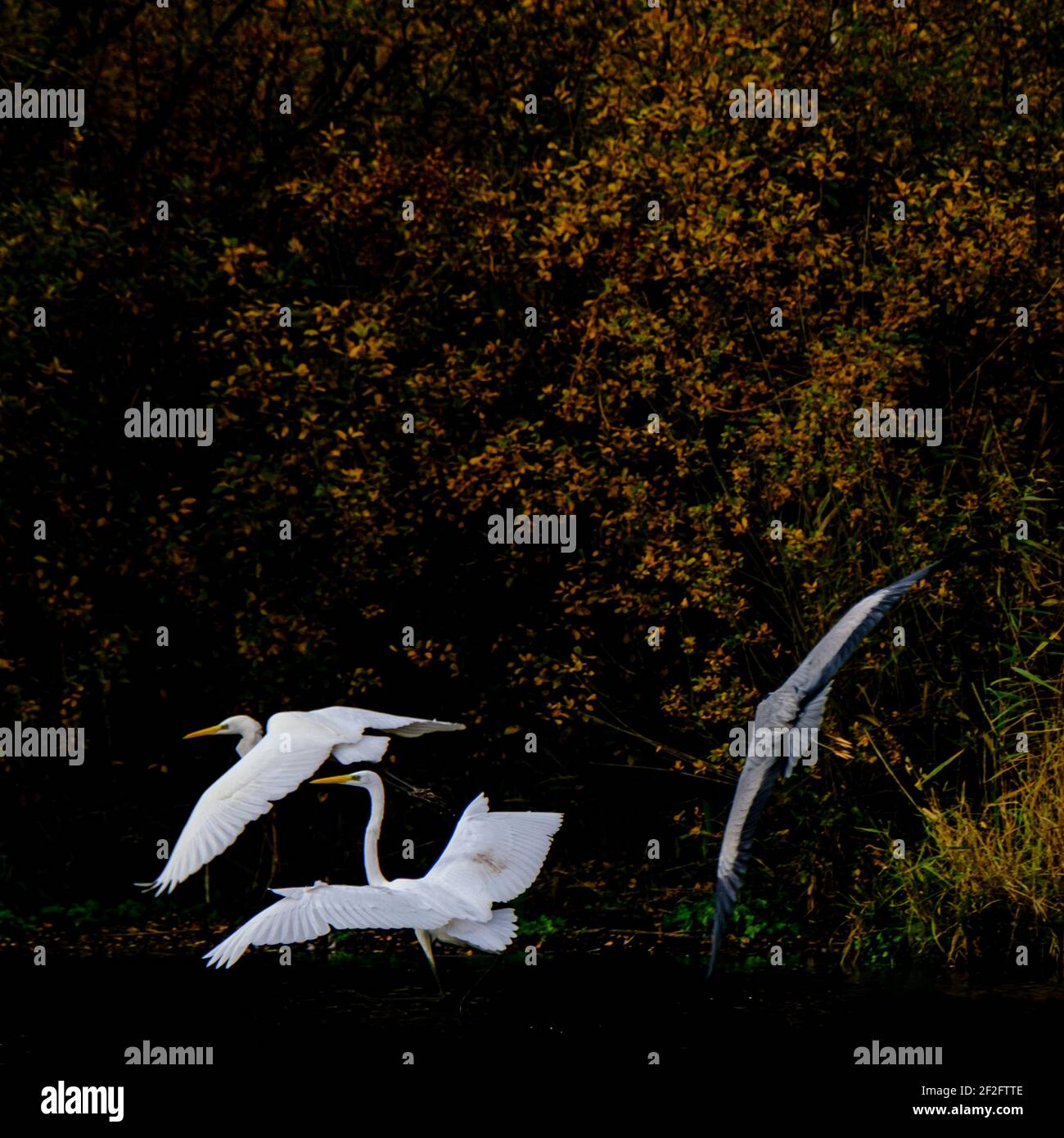 Turf war hi-res stock photography and images - Alamy