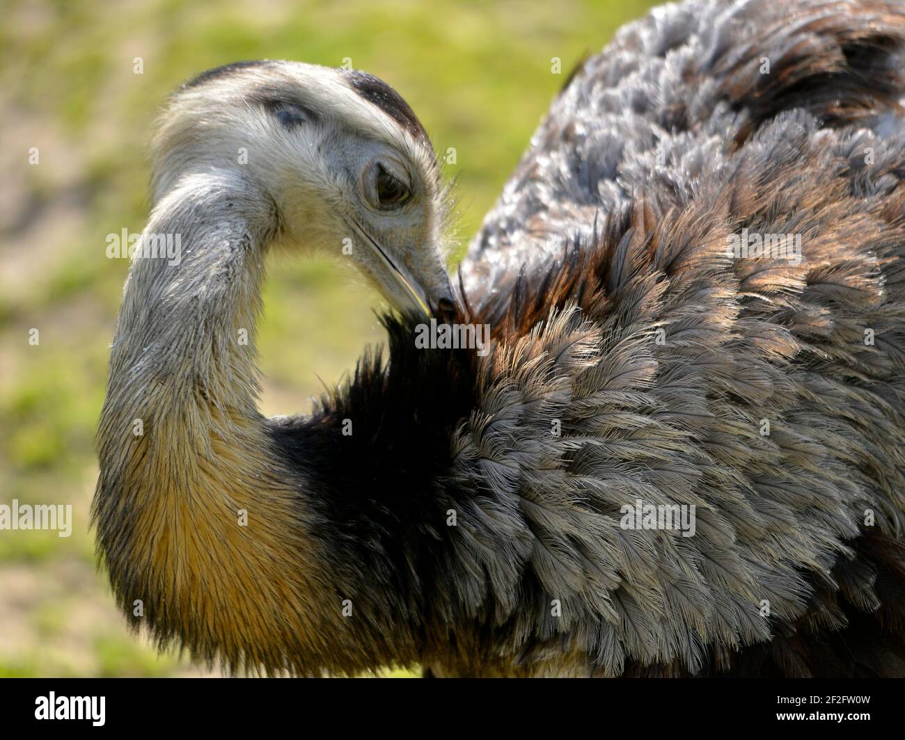 Greater rhea rhea americana hi-res stock photography and images - Alamy