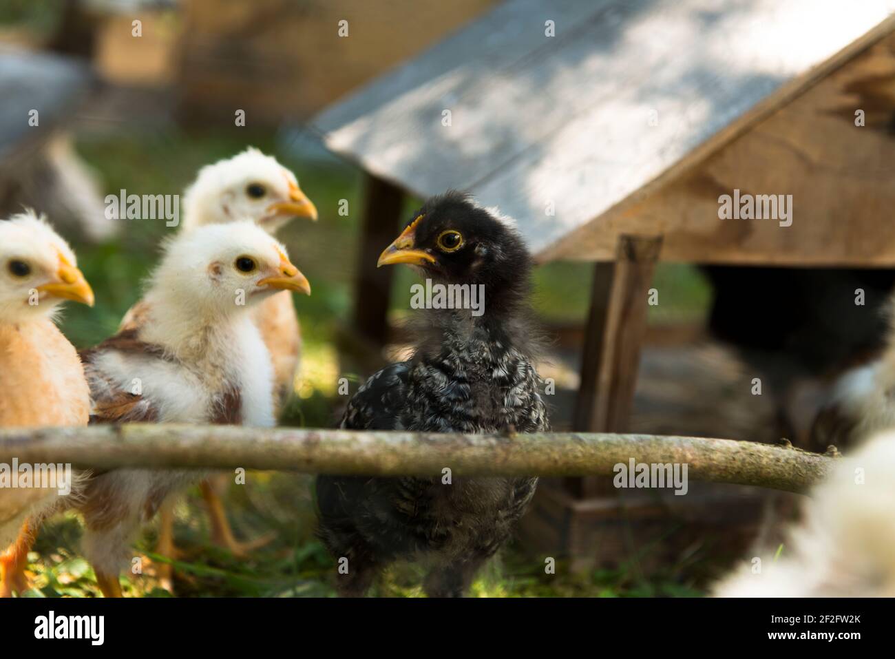 Baby chicken curiosity hi-res stock photography and images - Alamy
