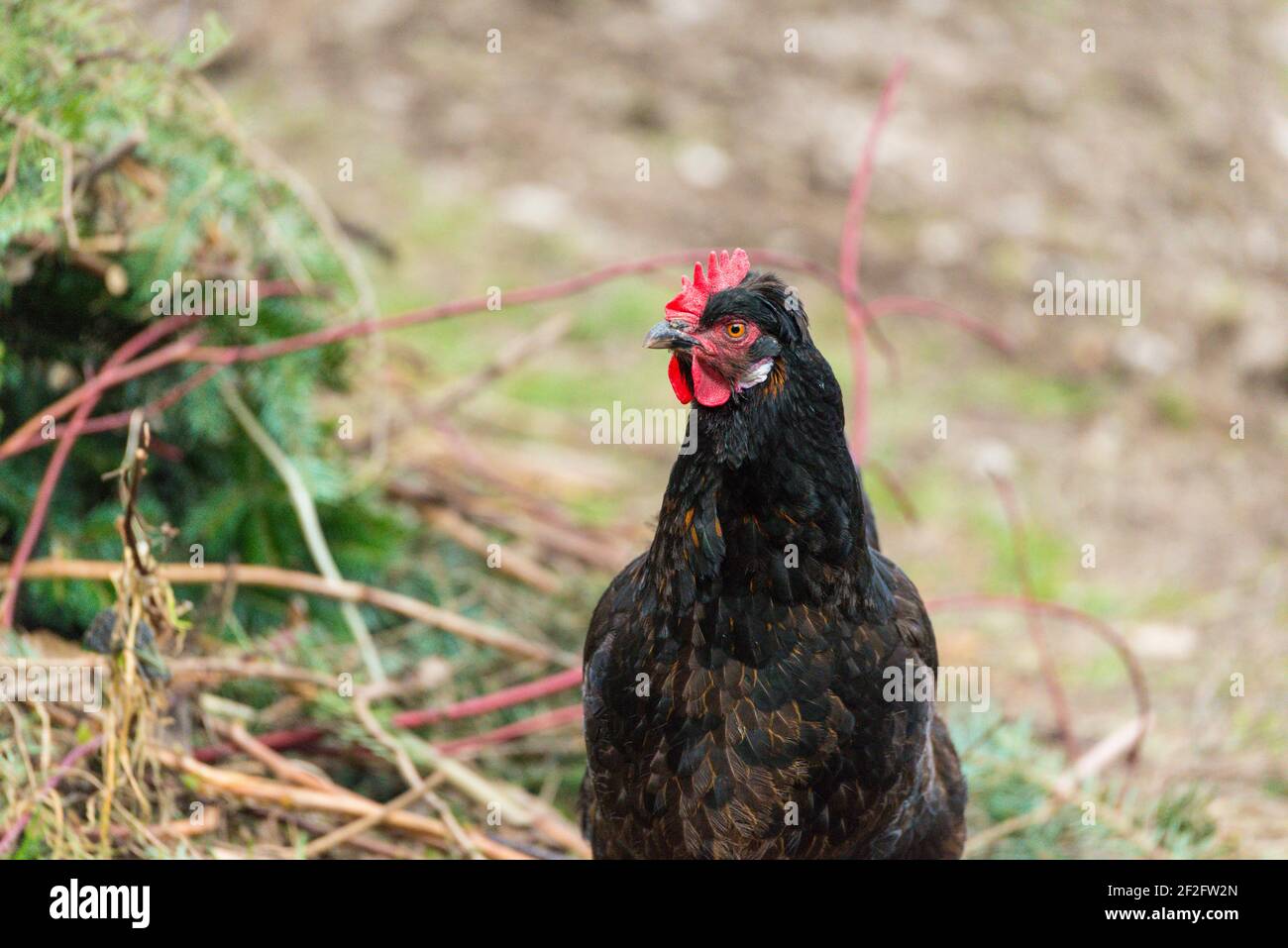 Organic farm, free range chicken Stock Photo - Alamy