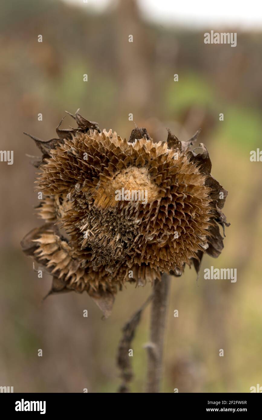 withered sunflowers in winter, November, weather, landscape, Bavaria ...