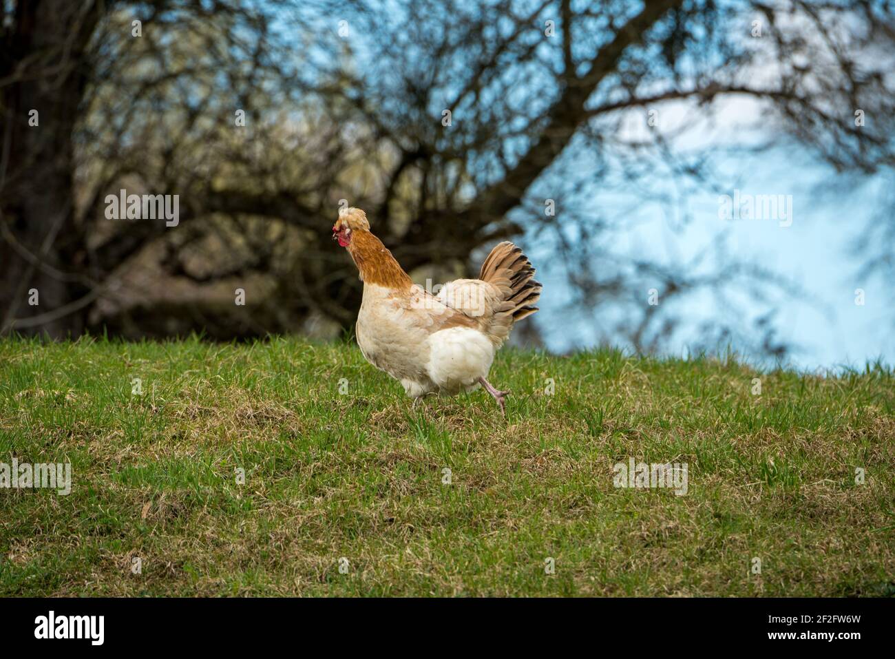 Organic farm, free range chicken Stock Photo - Alamy