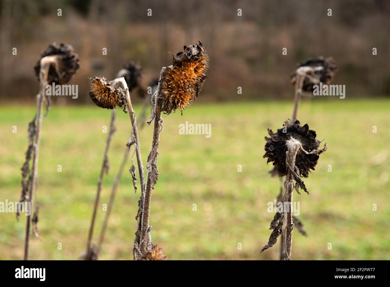 withered sunflowers in winter, November, weather, landscape, Bavaria ...