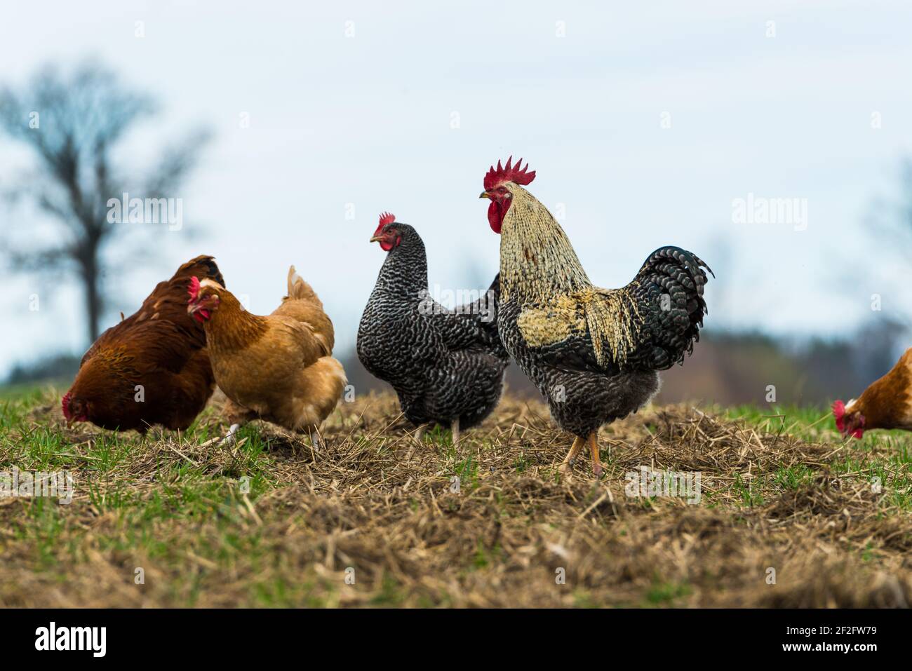 Organic farm, free range chickens Stock Photo - Alamy