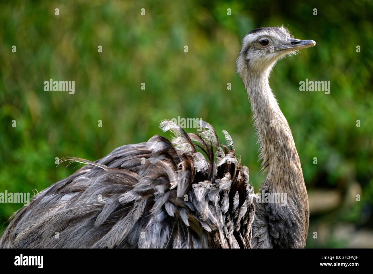 Closeup Greater Rhea (Rhea americana) seen from profile Stock Photo - Alamy