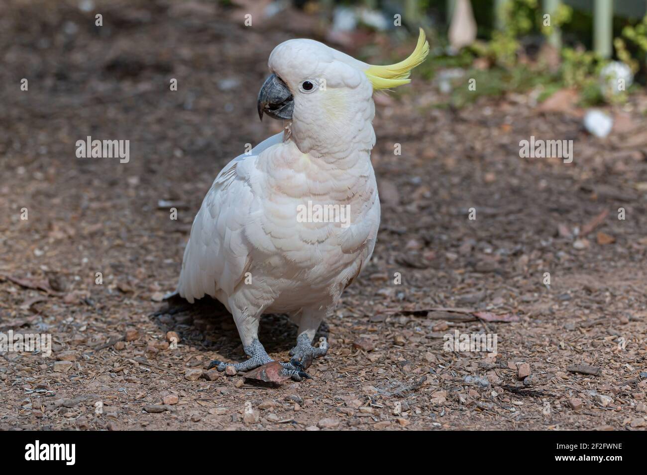 Walk walk cockatoo hi-res stock photography and images - Alamy