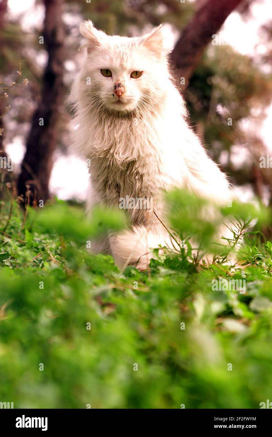 Wild cat at the nature in Buyukada Island, Istanbul, Turkey Stock Photo ...