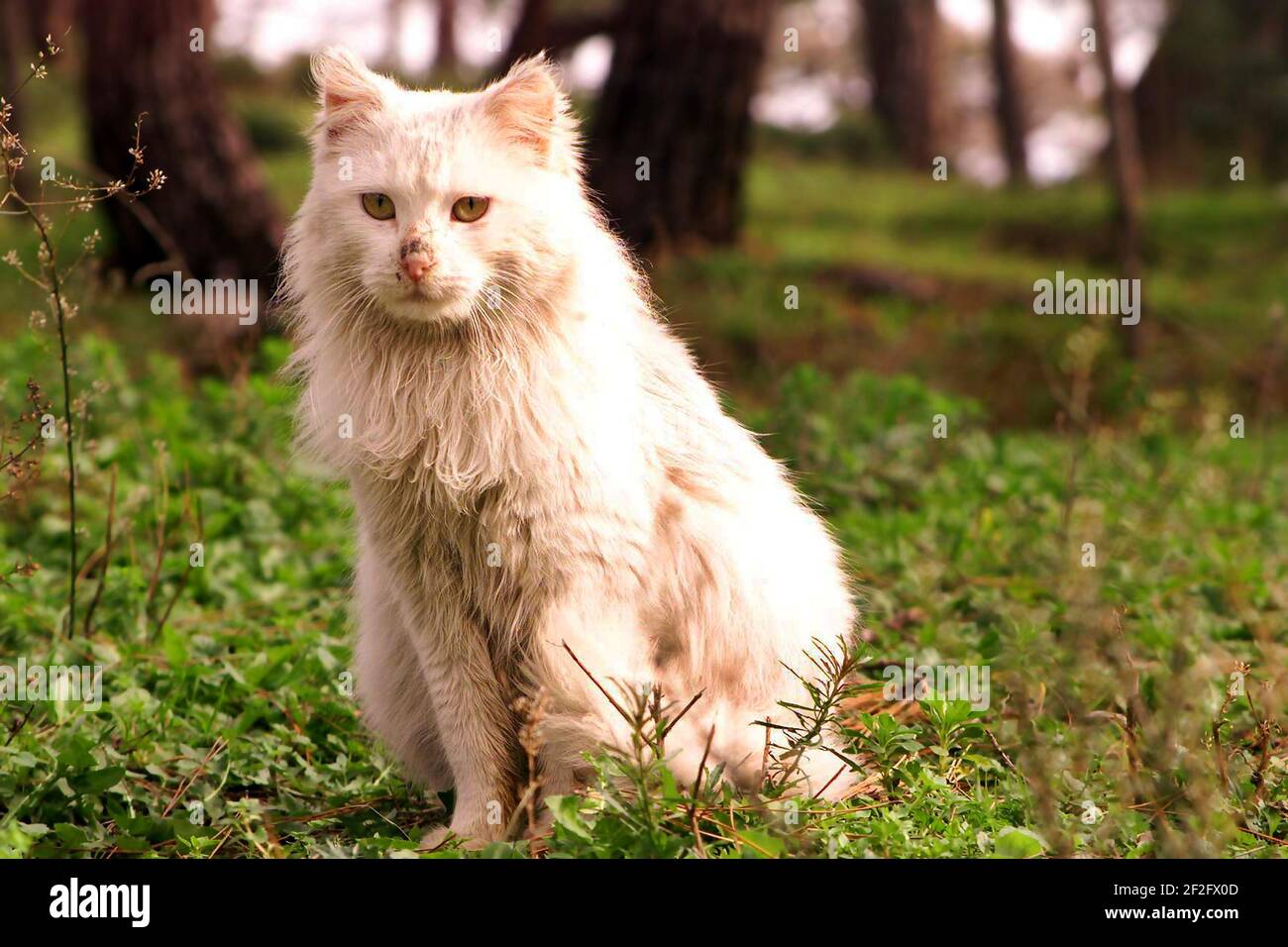 Wild cat at the nature in Buyukada Island, Istanbul, Turkey Stock Photo ...