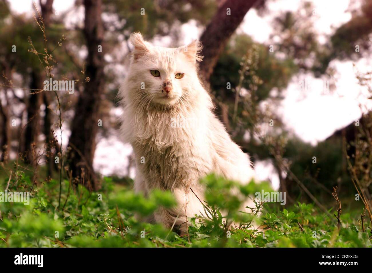 Wild cat at the nature in Buyukada Island, Istanbul, Turkey Stock Photo ...