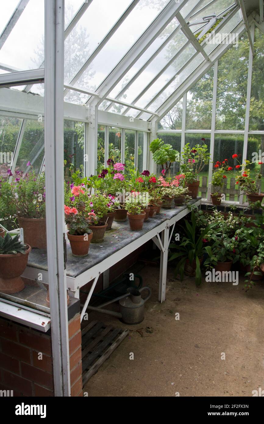 Pelargoniums growing in terracotta pots on aluminium staging in a ...