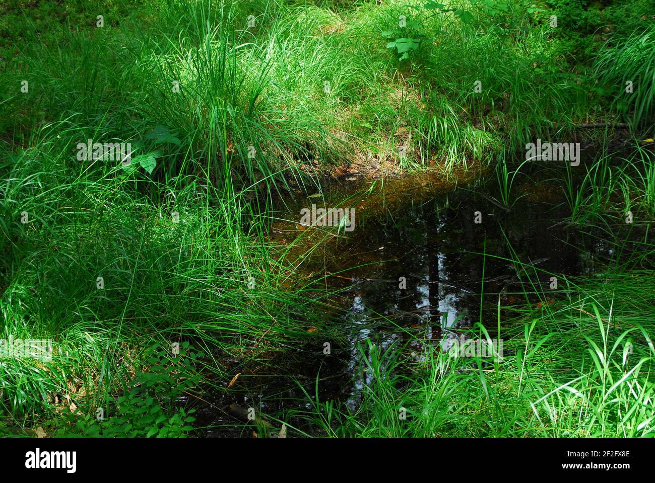 Forest river, river, forestry, green forest, bush, forest grass Stock ...