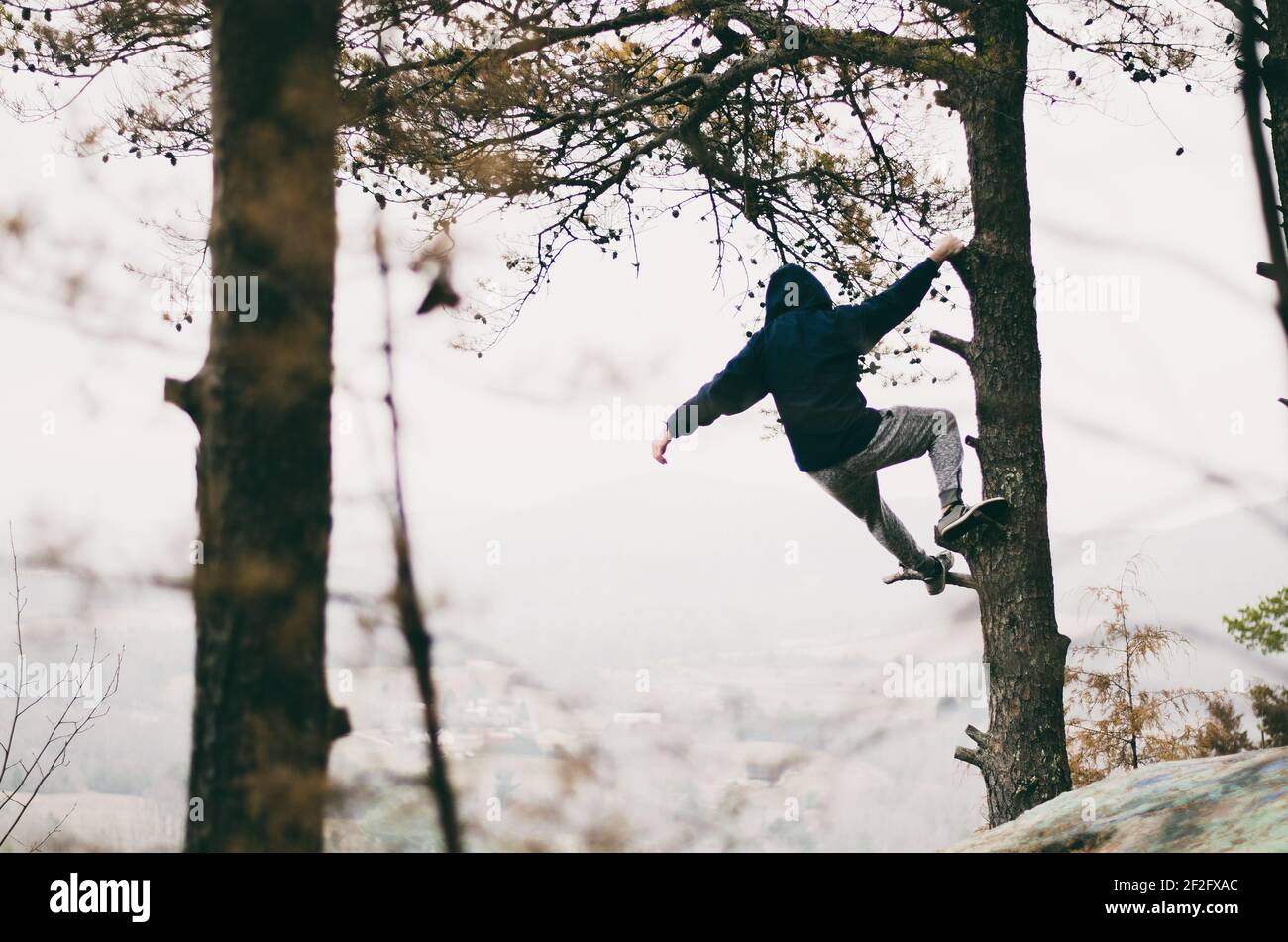 An unrecognizable sporty man climbing a tall tree on the blurred ...