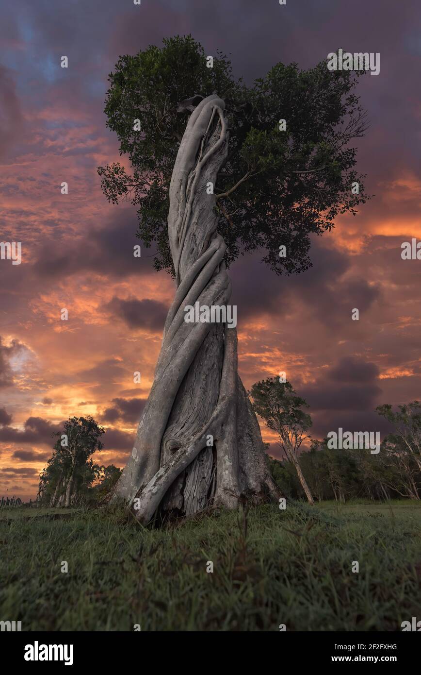 A Twisted Strangler Fig Stock Photo - Alamy