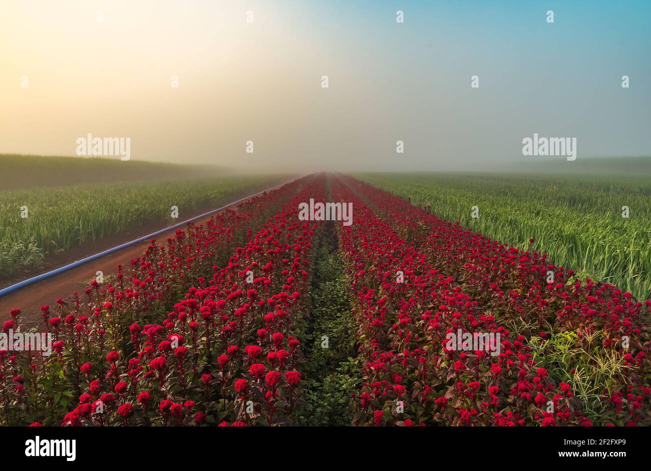 Field of flowers in the morning fog Stock Photo - Alamy