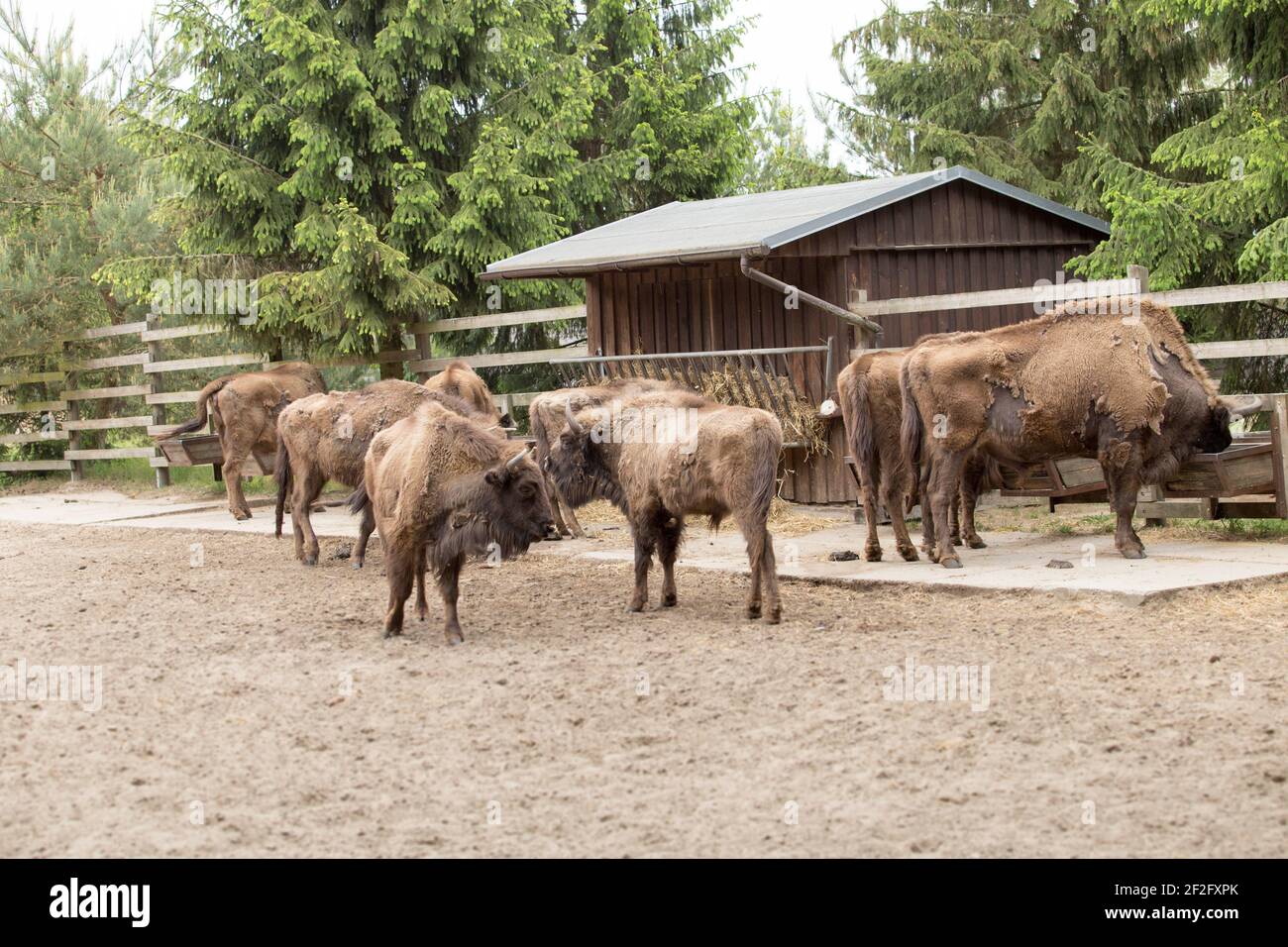Bison enclosure hi-res stock photography and images - Alamy
