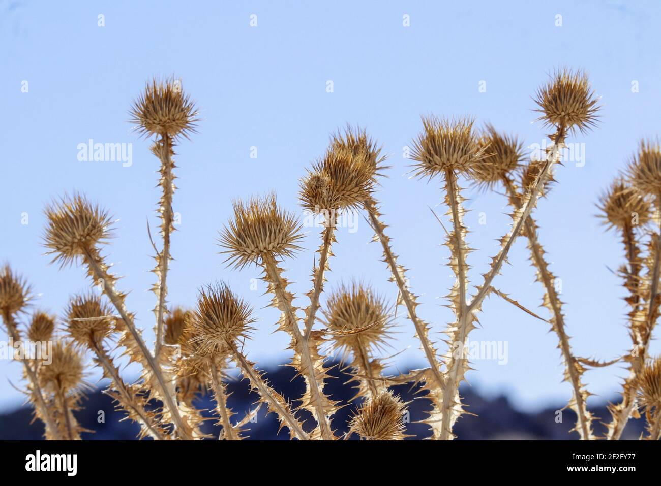 A closeup shot of a dry thorny plant bush growing on a mountain slope ...