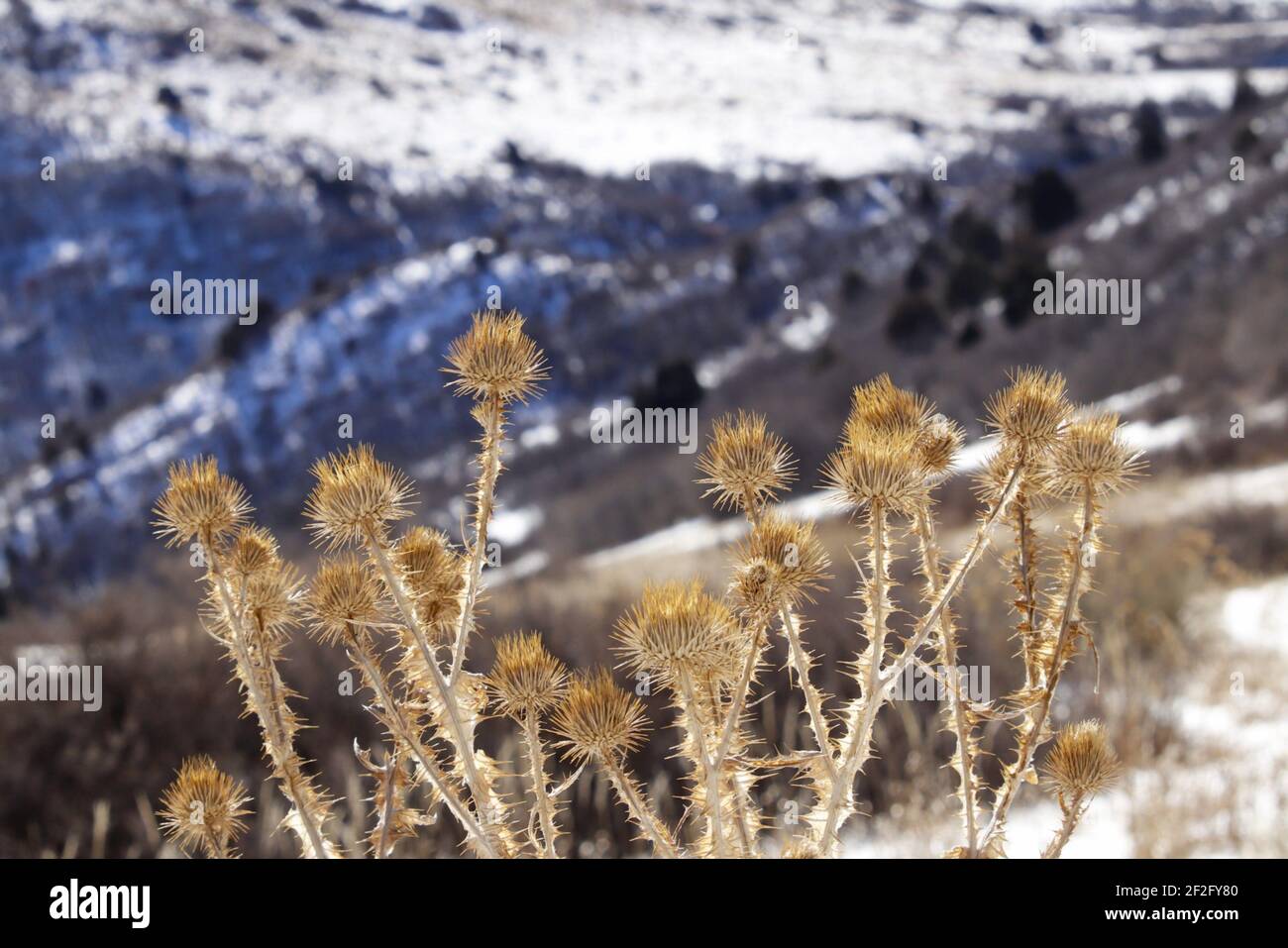 A closeup shot of a dry thorny plant bush growing on a mountain slope ...
