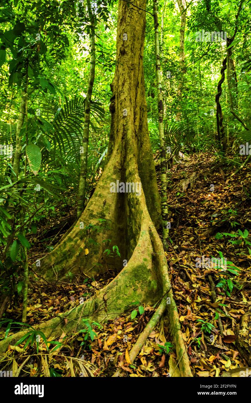 Tree Root Systems nature forest. Misty landscape Amazon Big ceiba ...