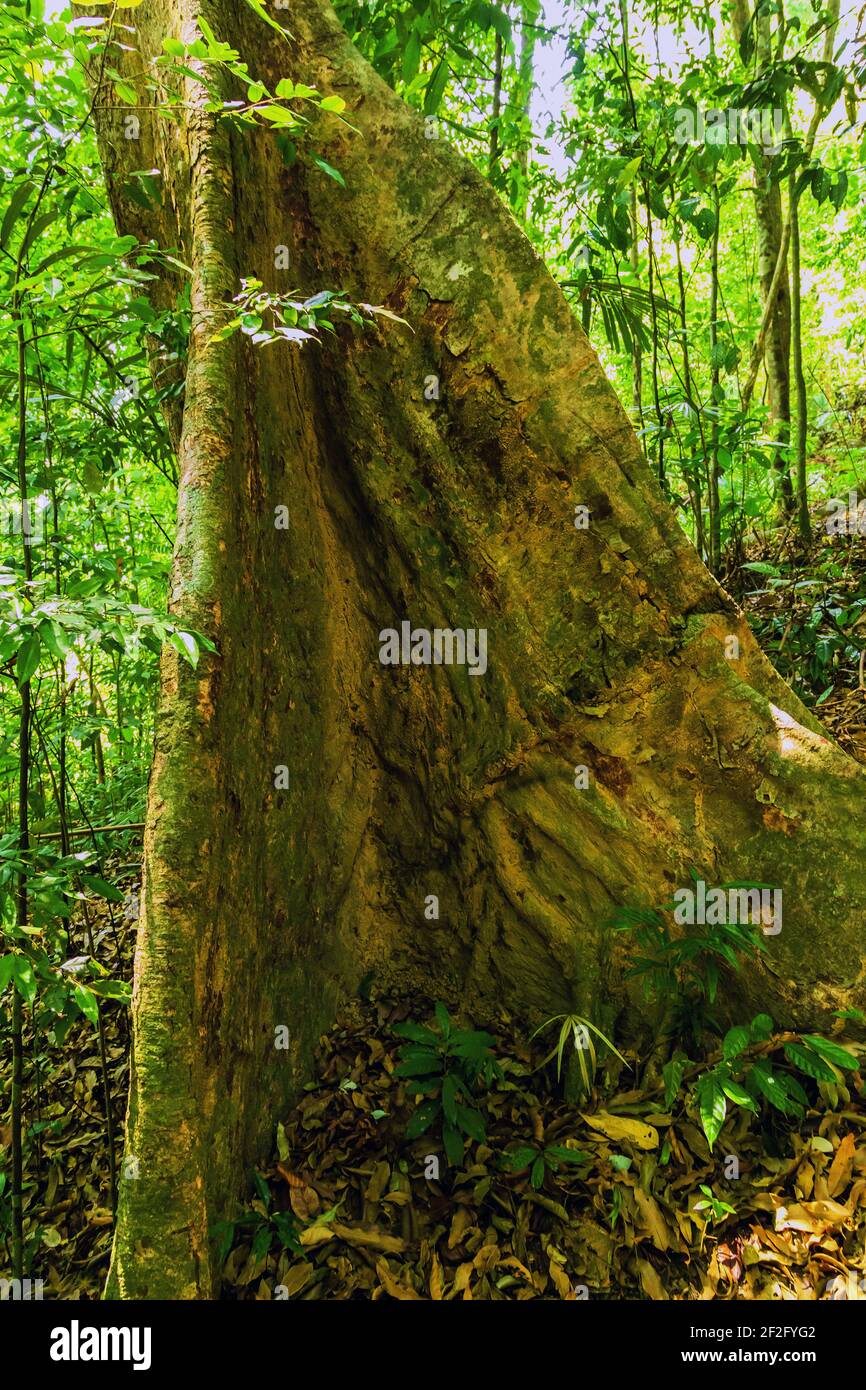Amazon Big ceiba, kapok tree Root green high trees, Nature background ...