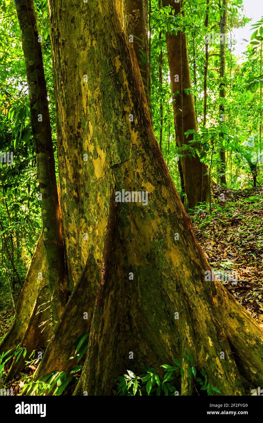 Amazon Big ceiba natural green woods. Forest background, nature ...