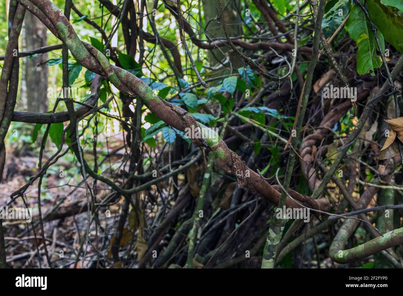 forrest spring horizontal tropical rainforest Jungle backgrounds ...