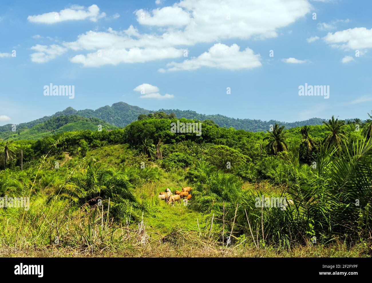 Never ending forest hi-res stock photography and images - Alamy