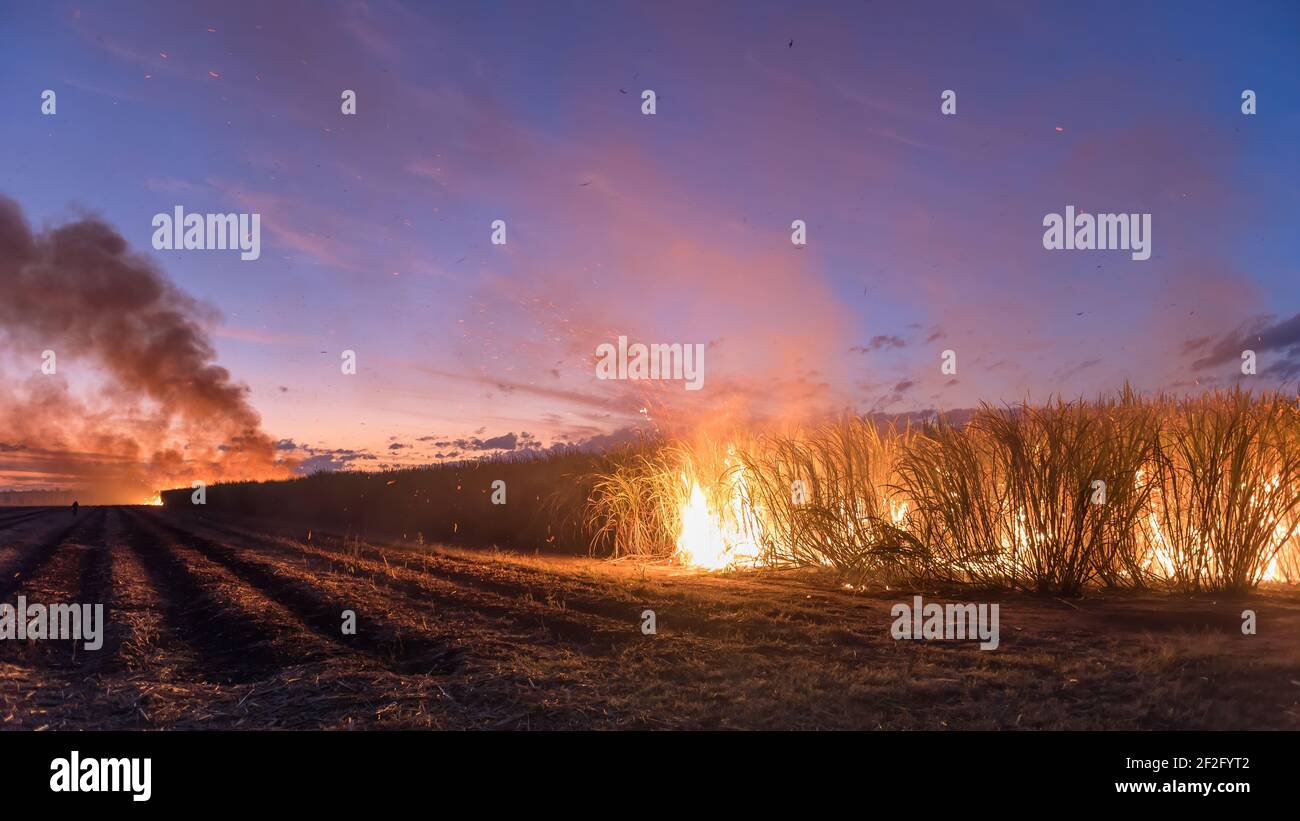 Sugar cane fire hi-res stock photography and images - Alamy