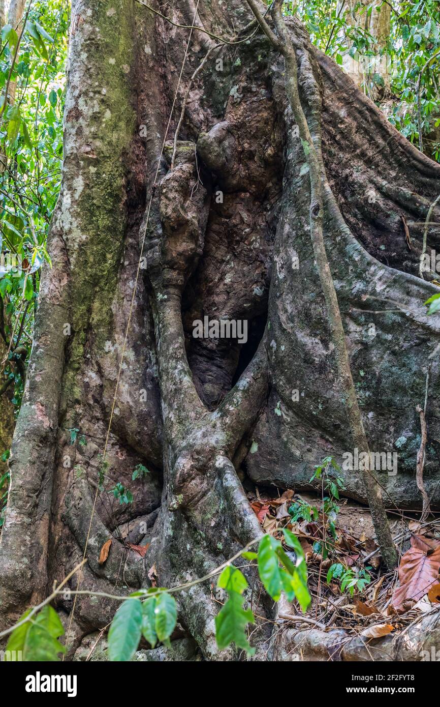 Tree Root Systems Tropical Rain Forest. Amazon Big ceiba, kapok tree ...