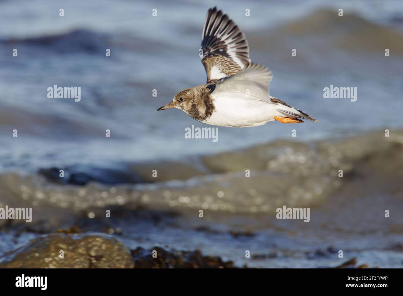 Turnstone in flight hi-res stock photography and images - Alamy
