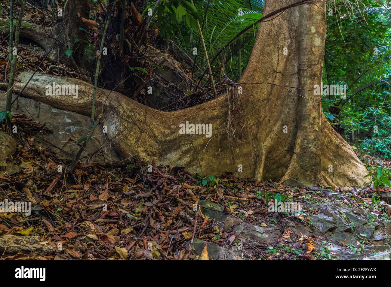 Tree Root Systems Stock Photo - Alamy