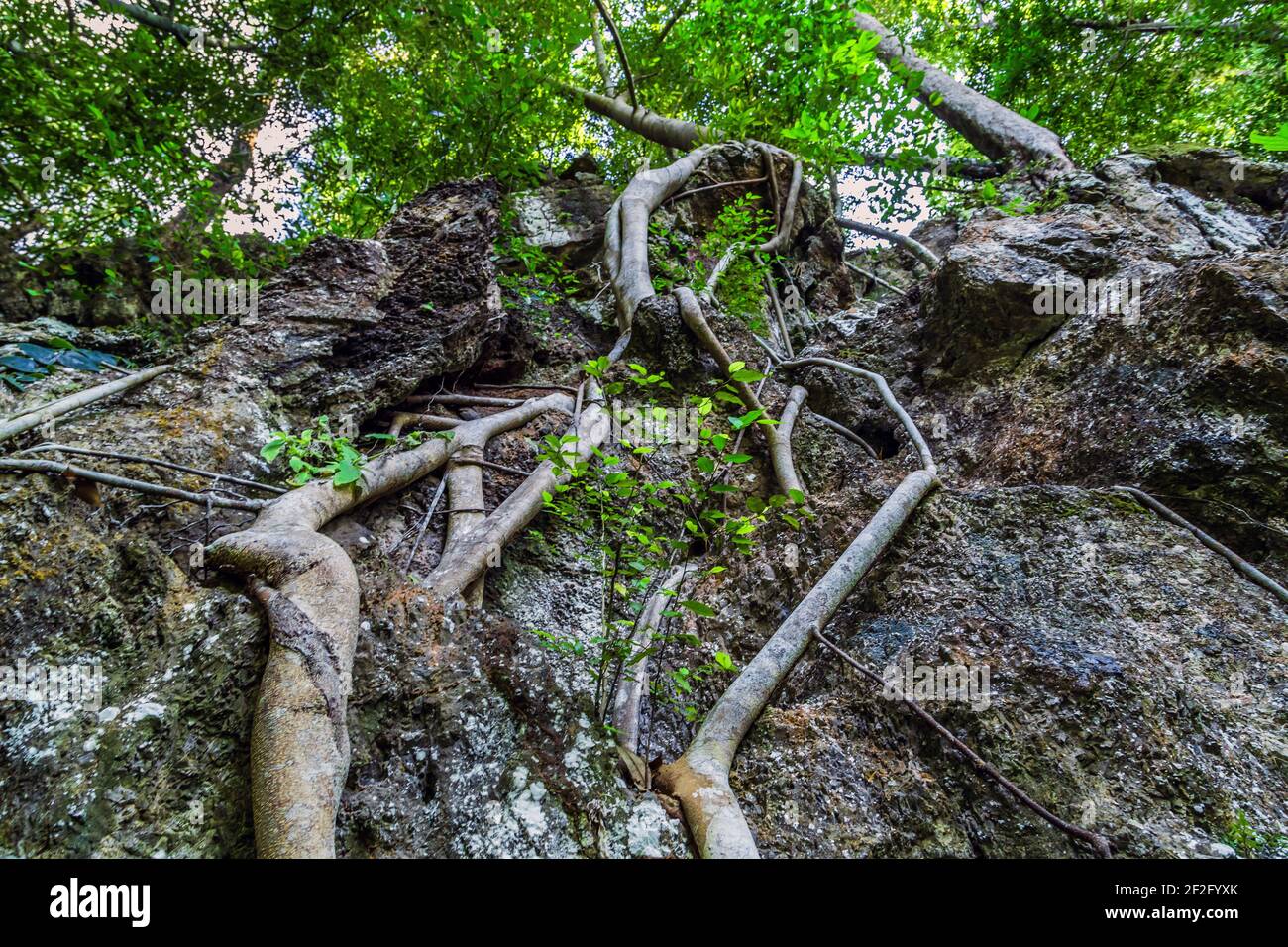 Tree Root Systems Beautiful springtime landscape Stock Photo - Alamy
